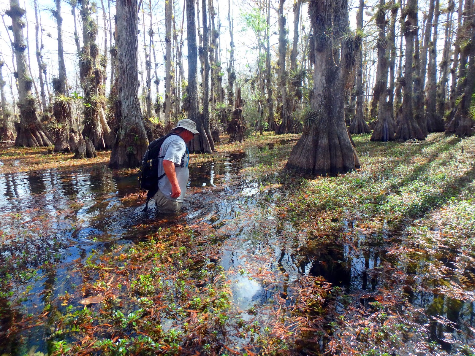 PAMPERED PENGUIN: February 11-12, 2018 Big Cypress Swamp, Florida