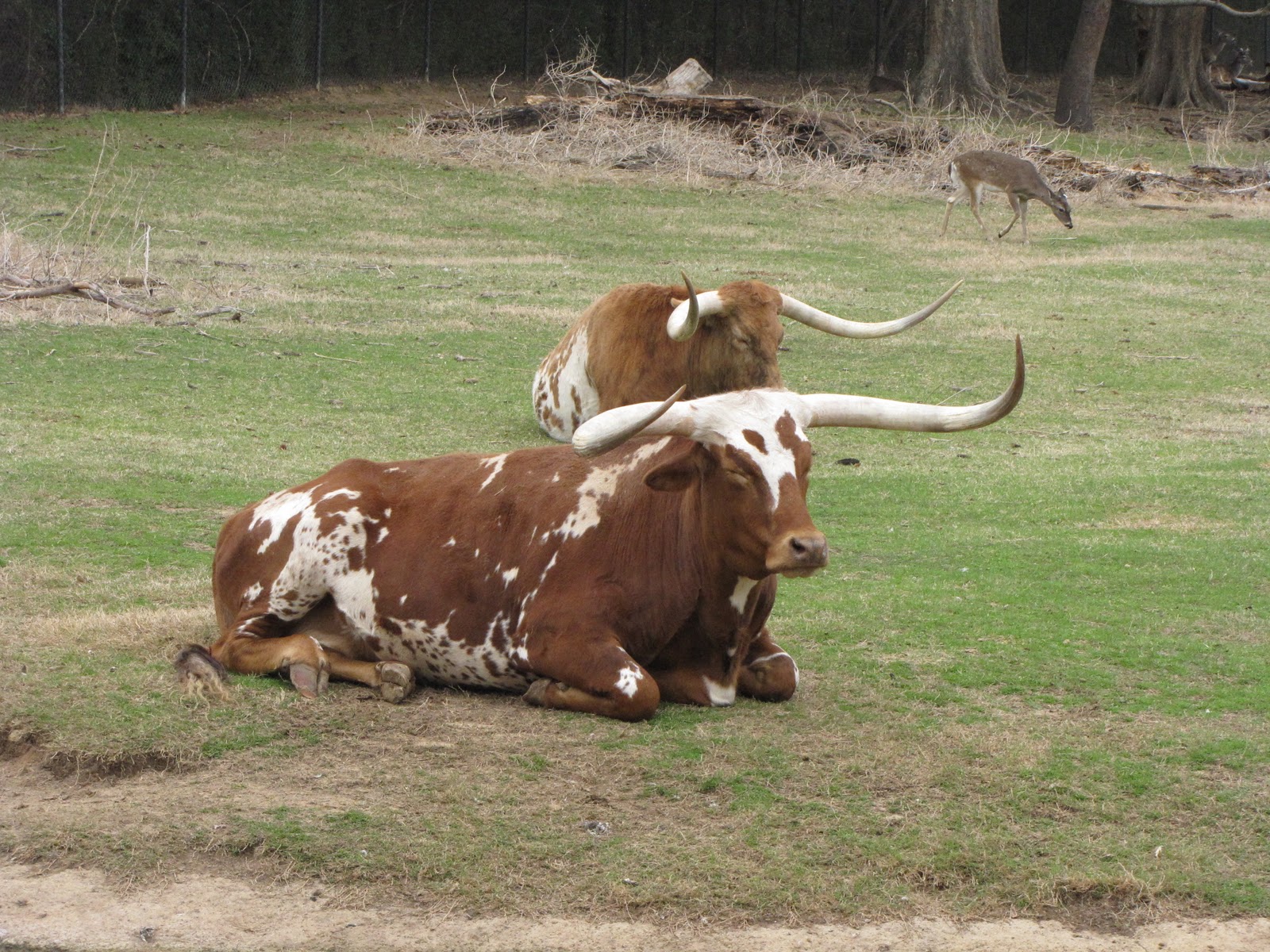 Texas Thunder 2011: Cowboys, Longhorns, and Cattle Drives March 27, 2011