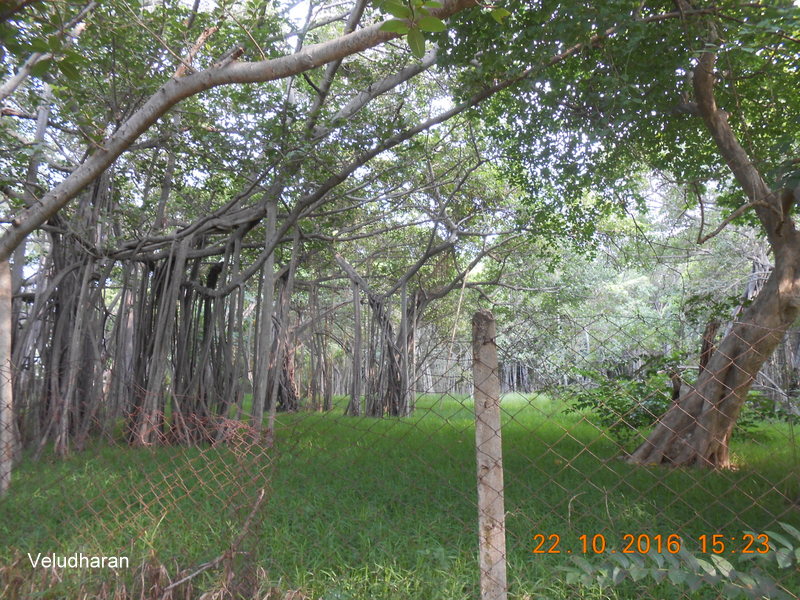 VELUDHARAN TEMPLES VISIT : The Natural Forest, Flora & Fauna, The Great ...