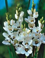 FLOWERS ENCYCLOPAEDIA: Ixia flower