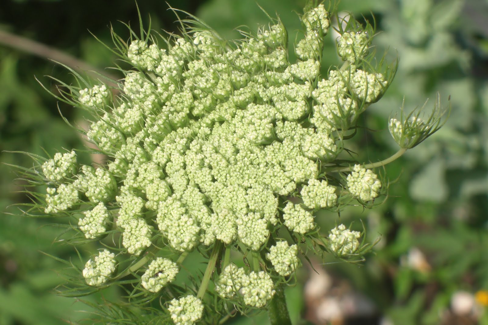 paula van lingens tuinjournaal: medicinale planten