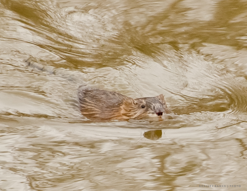 Prairie Nature: Spring: Muskrats in Wascana Creek