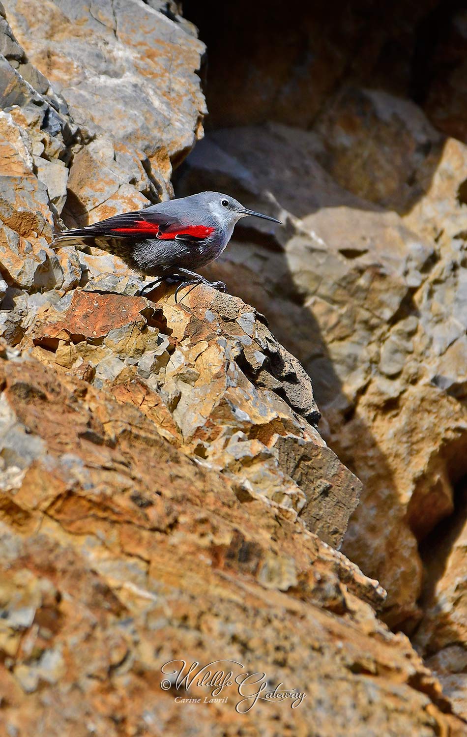 WILDLIFE GATEWAY: Le Tichodrome échelette