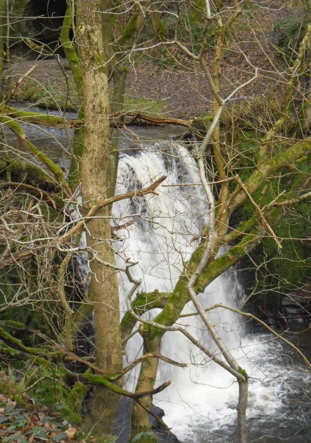 Pat Papertown 2: Carr Wood, near Ashworth Valley