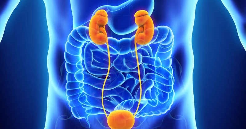 Univers Santé: Vessie: Faits, Fonction et maladie