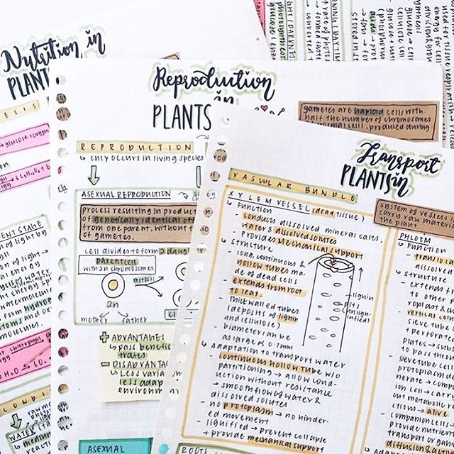 study notes inspo