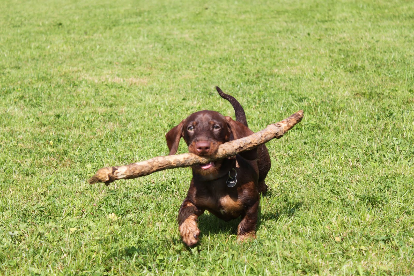 WireHaired Dackels: hunting teckel