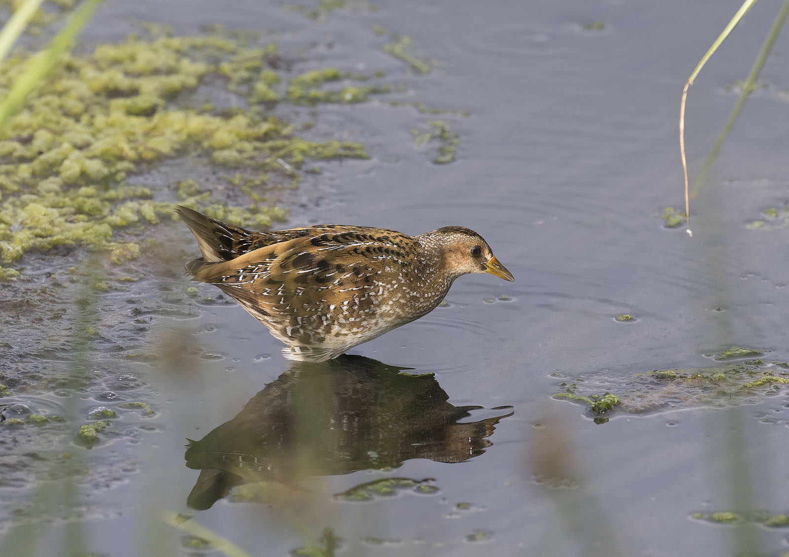 pewit: Spotted Crake Gib Point