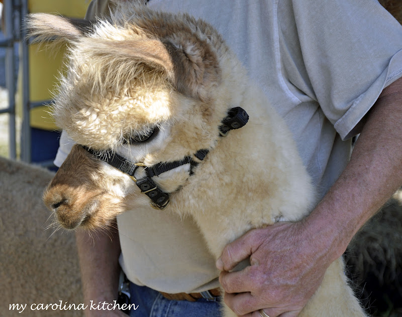 1000+ images about Llamas on Pinterest | Alpacas, Baby llama and Emo meme