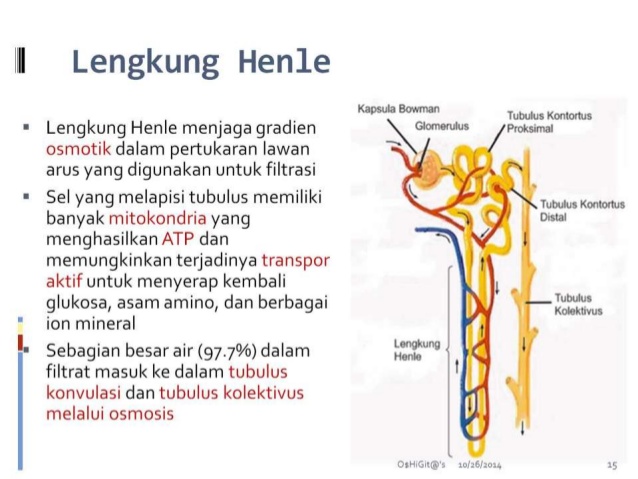 Arti dan Fungsi Lengkung Henle | Paling Berkesan