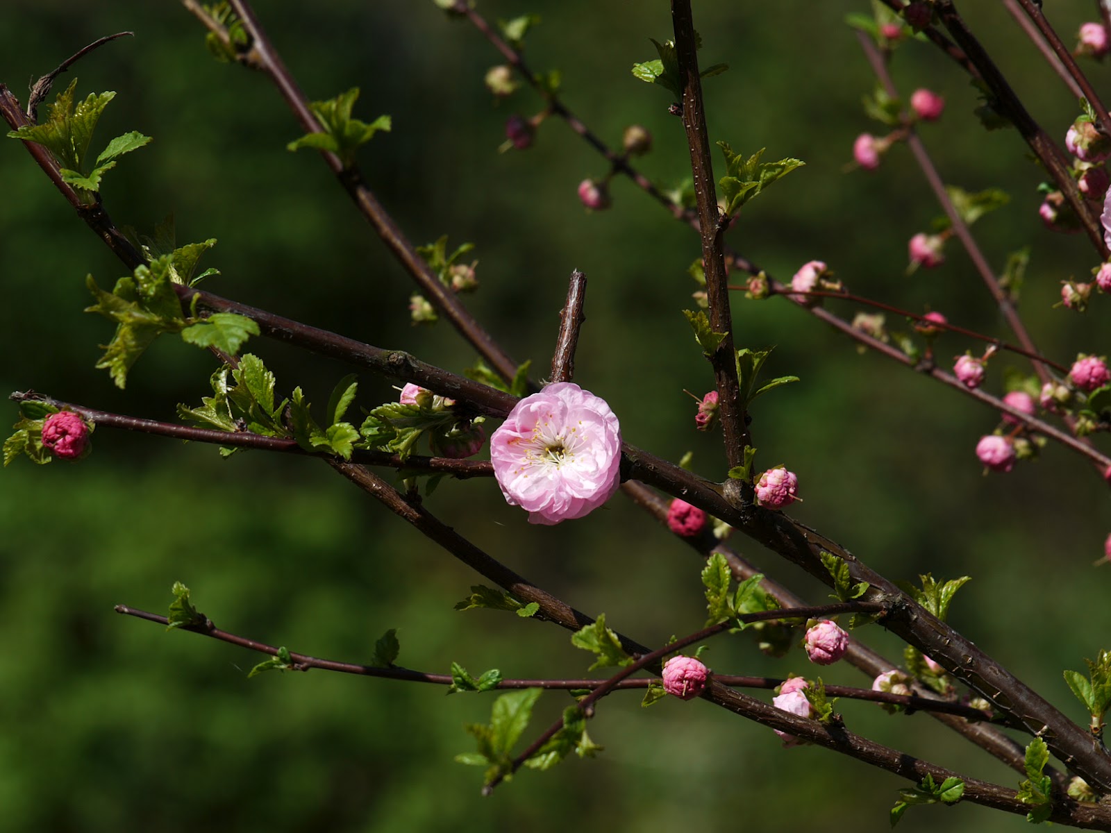 Garten Bilder: Mandelbäumchen