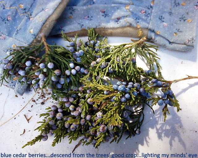 Haiku Creations: Cedar Berries