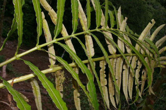 FAMILIA DE HELECHOS EN PUERTO RICO: MARATTIACEAE DANAEA