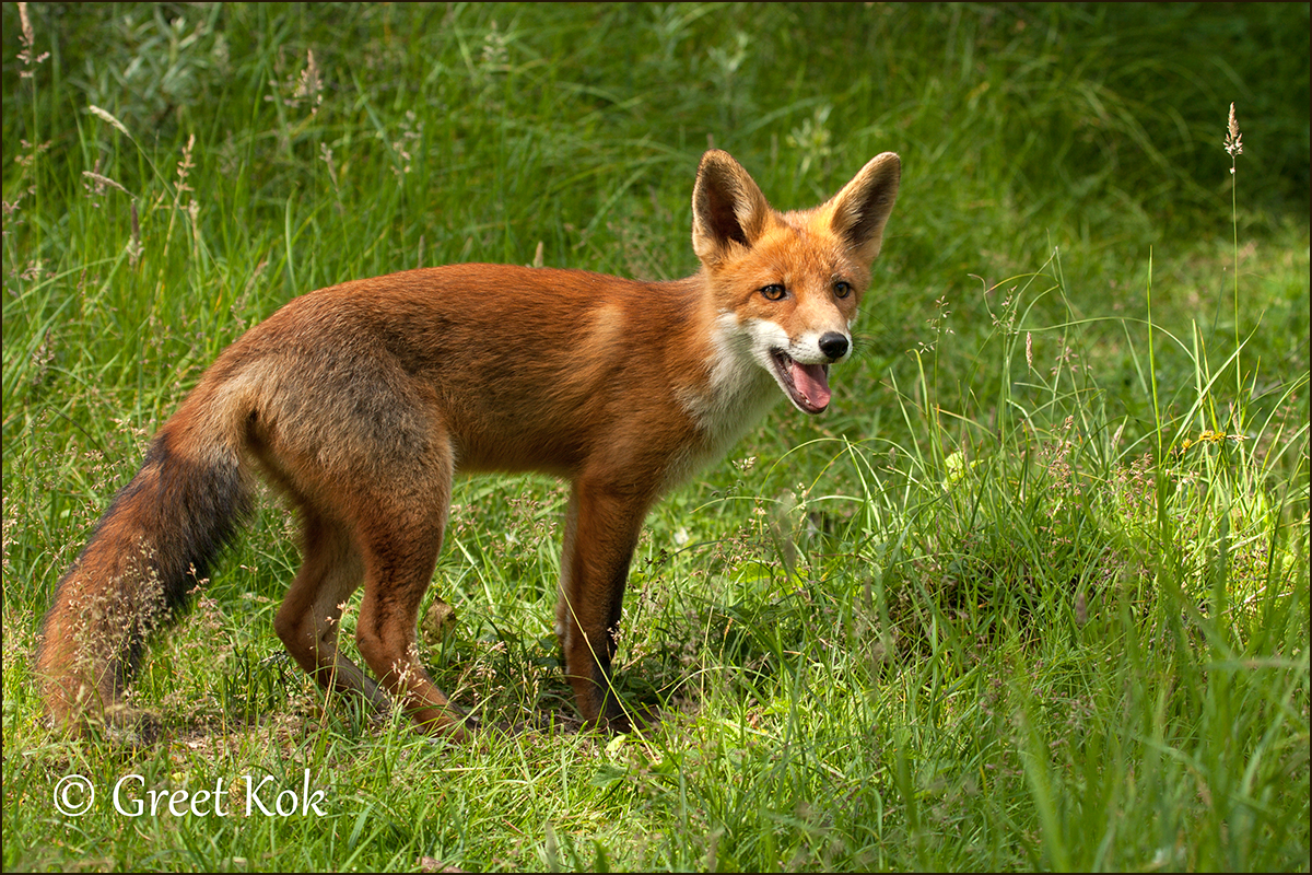 Foto`s van Greet: De niewste generatie Vosjes