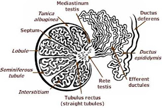Sistem Reproduksi Pria