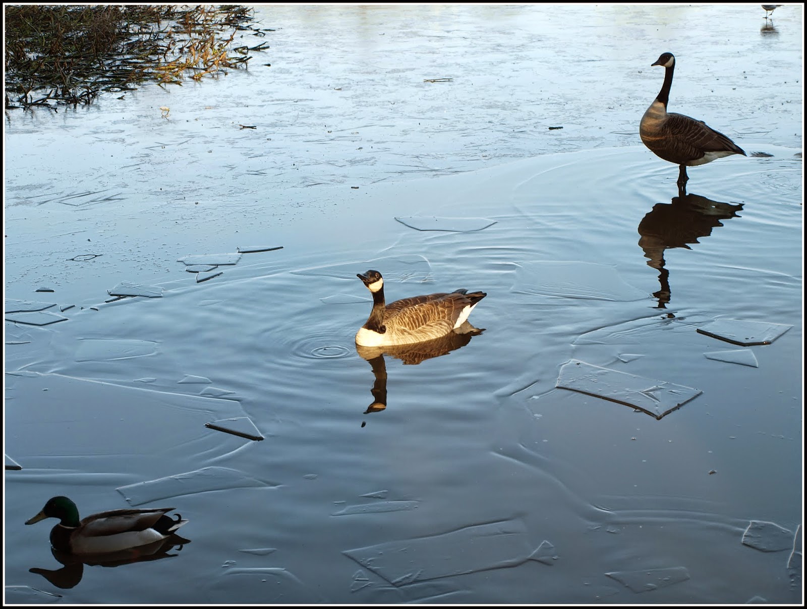 Mark's Veg Plot: 2014