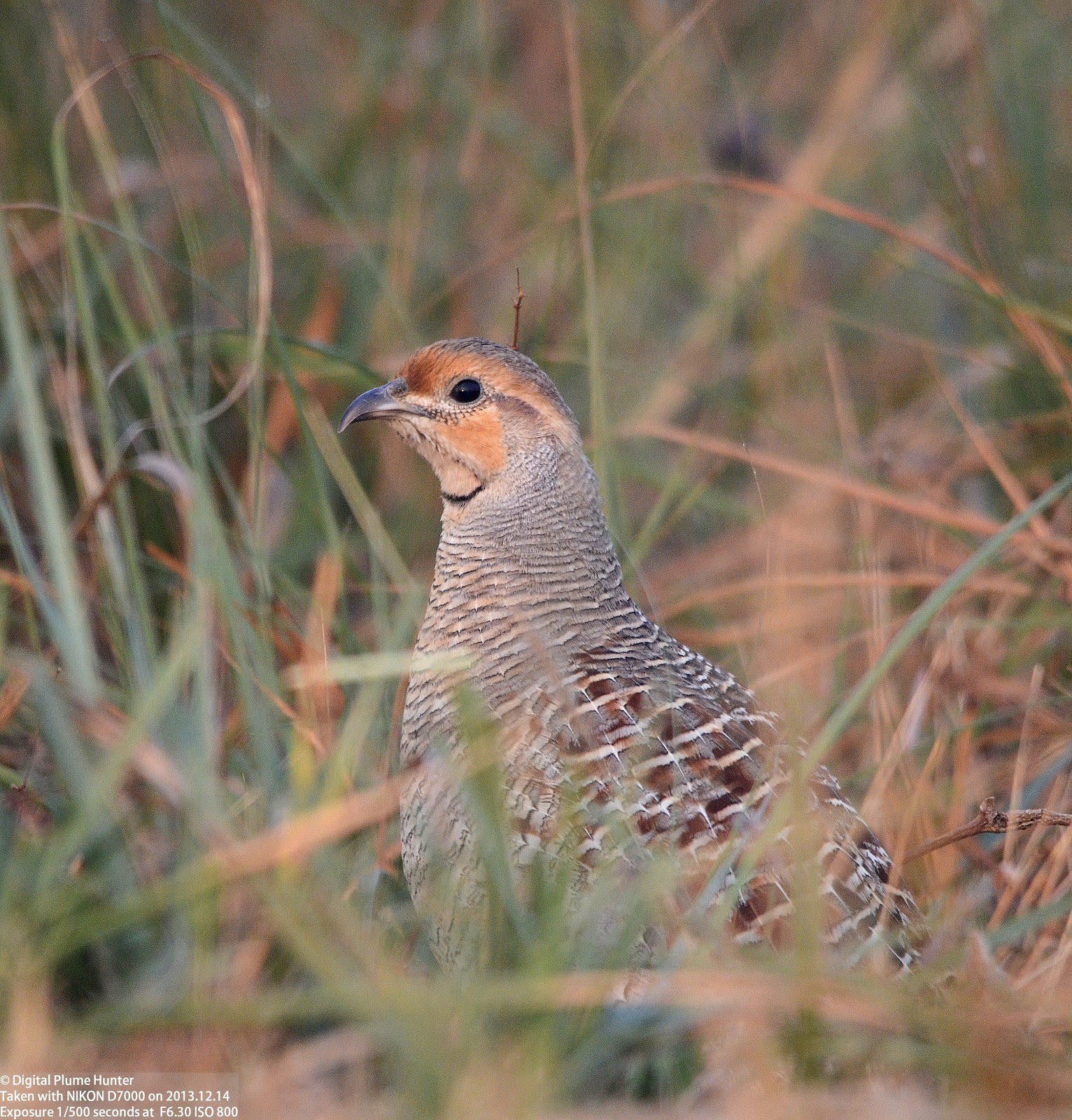 Hunting Digital Plumes in the US and Beyond: Birding the Extraordinary ...