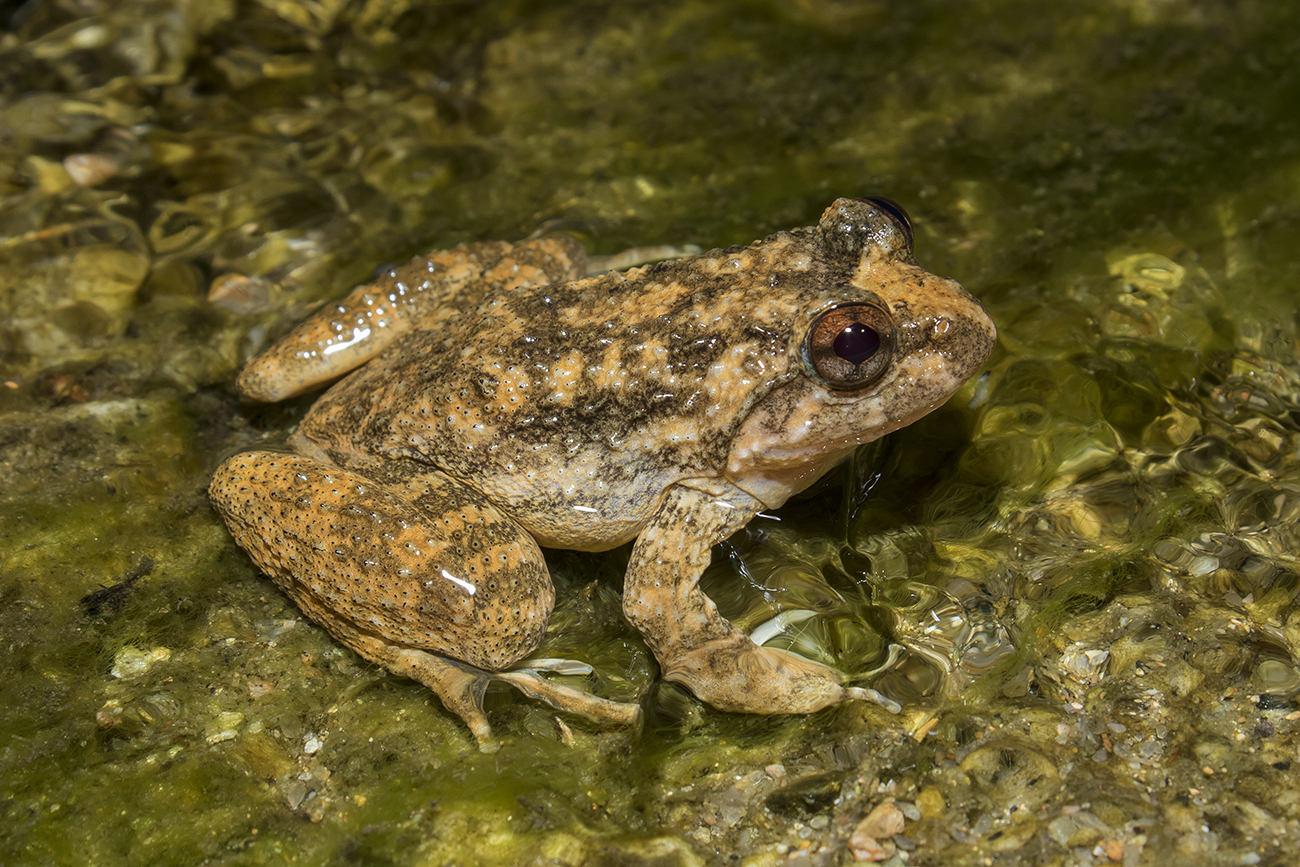 As The Crow Flies - a Hong Kong Birding Blog: Autumn Approaching