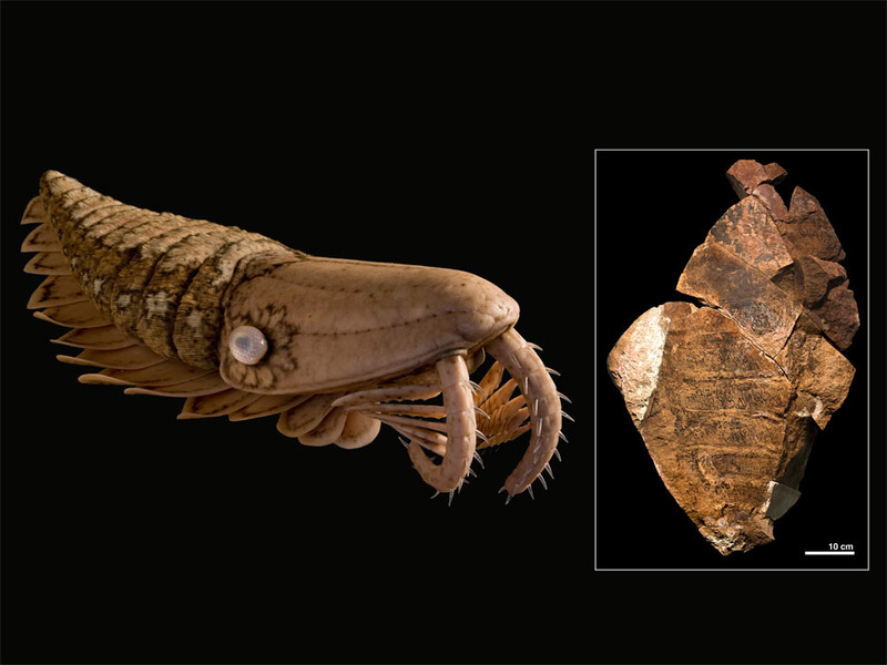 Giant Shrimp Length 1M - Todays-update Giant Shrimp Length 1M - Todays-update