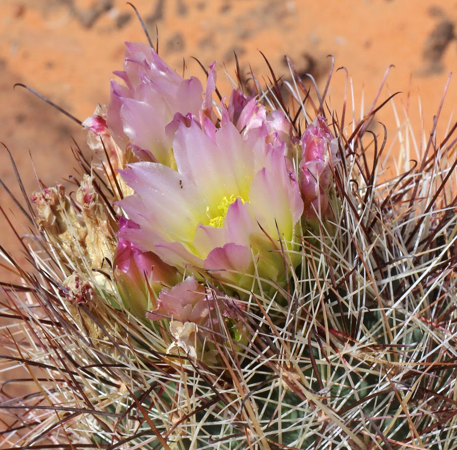 Cactus world beauty: Sclerocactus parviflorus