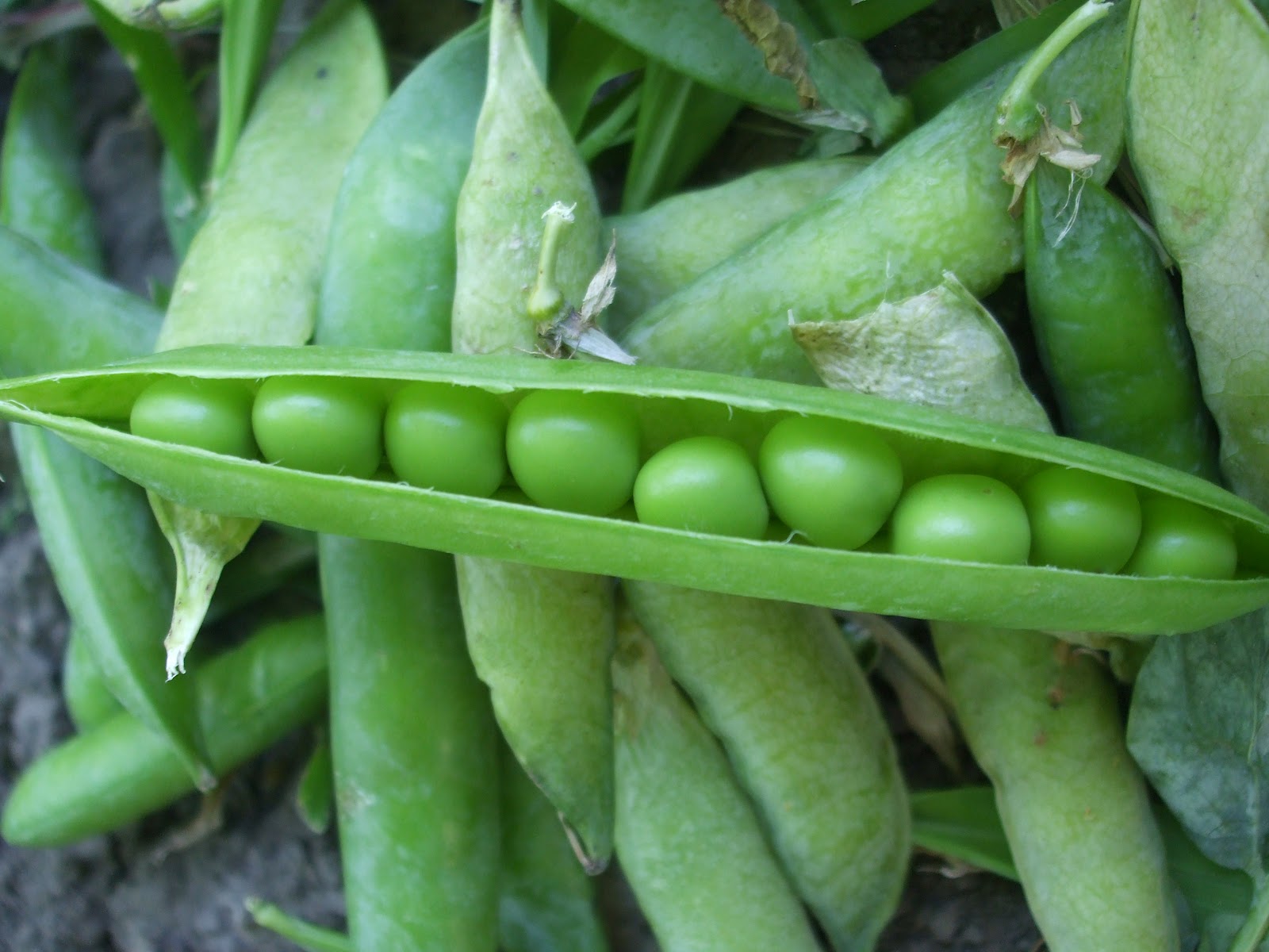 dulceața de acasă: Din bogatia naturii - MAZAREA VERDE