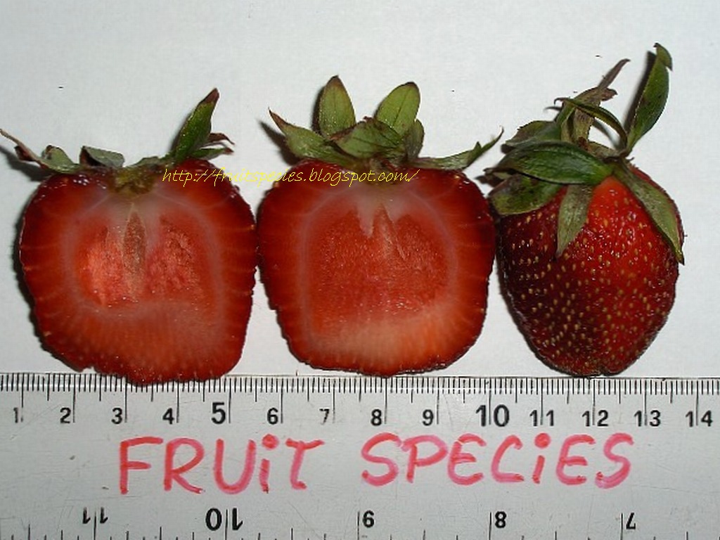 Fruit Species: STRAWBERRY