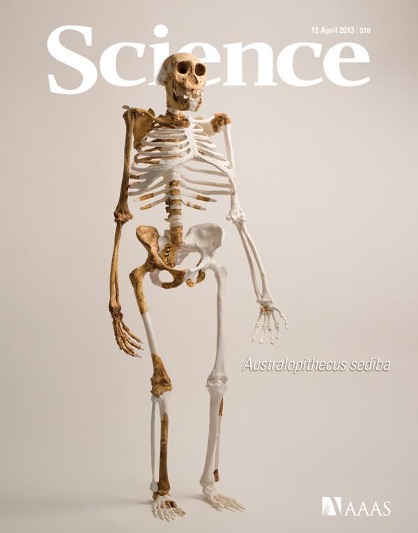 Australopithecus Sediba Skeleton