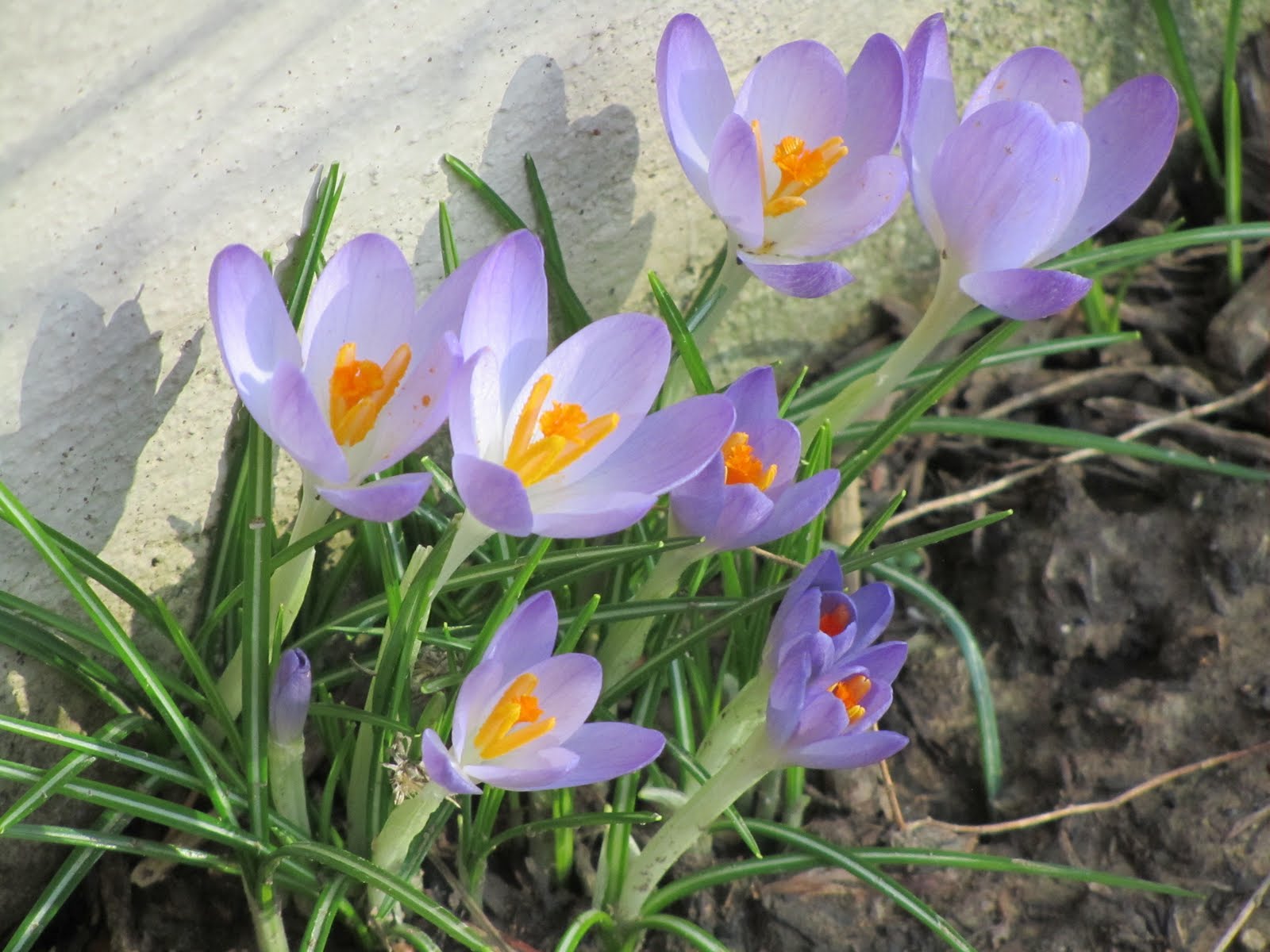 Foulkeways and Beyond: February 2011