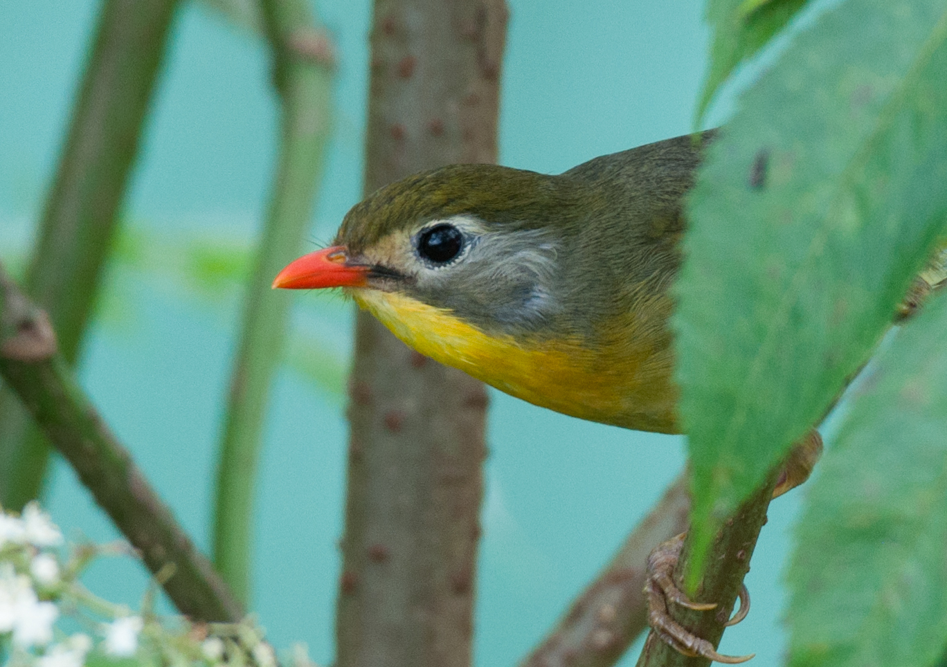 SHARING OPINION: BIRDS OF ARITAR & SIKKIM