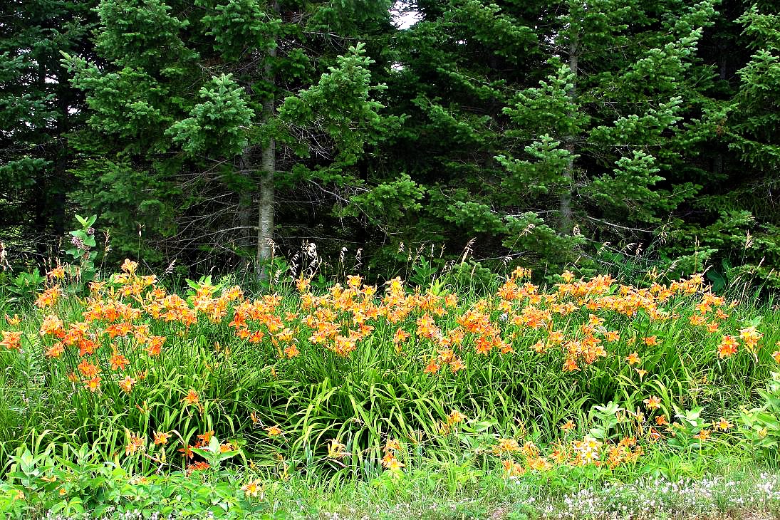 The Cranky Crow: The Ditches of Marathon County.....