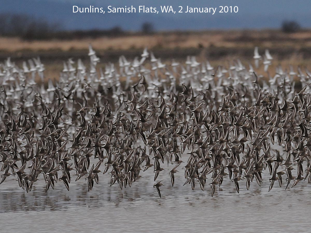 Northwest Nature Notes: FLOCKING BIRDS