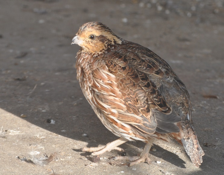 ZOOTOGRAFIANDO (6.100 ANIMALS): COLÍN DE VIRGINIA / VIRGINIA QUAIL ...