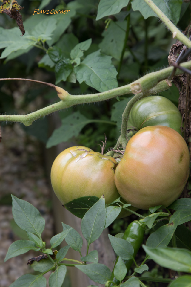 Bitter Gourd And Green Tomato Stir Fry / Pavacka Tomato Thoran
