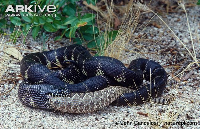Snakes: King Snake