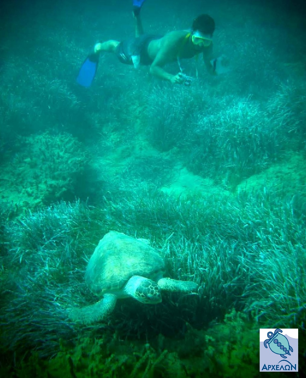 ARCHELON: Volunteering at ZAKYNTHOS