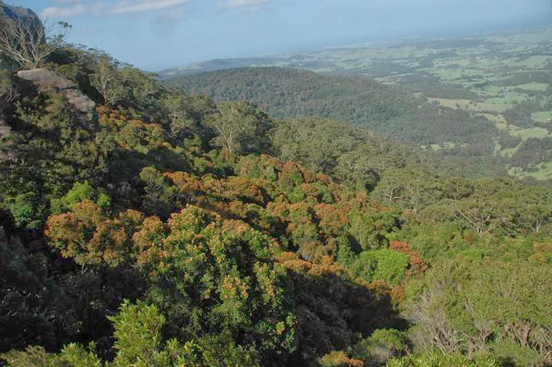 The Nature of Robertson: Coachwood trees offer fantastic display