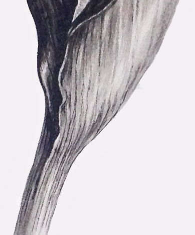 Dianne Sutherland: Monochrome, Ink Wash Tonal Painting of a Calla lily