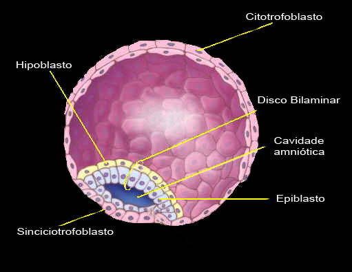 O Trofoblasto humano - Ciências Biológicas do Professor Bolha