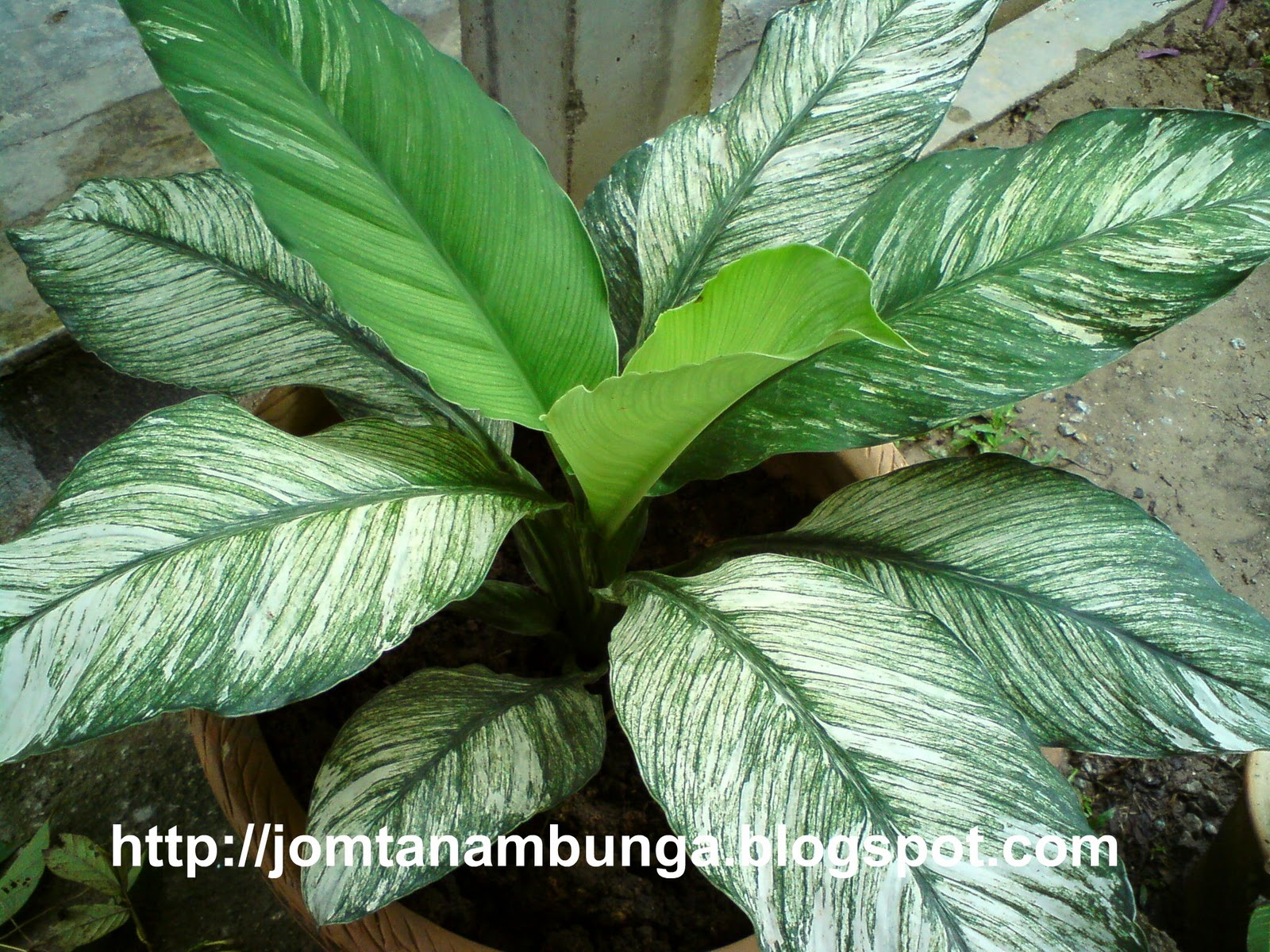 Jom Tanam Bunga: Puding Keladi "Botox"