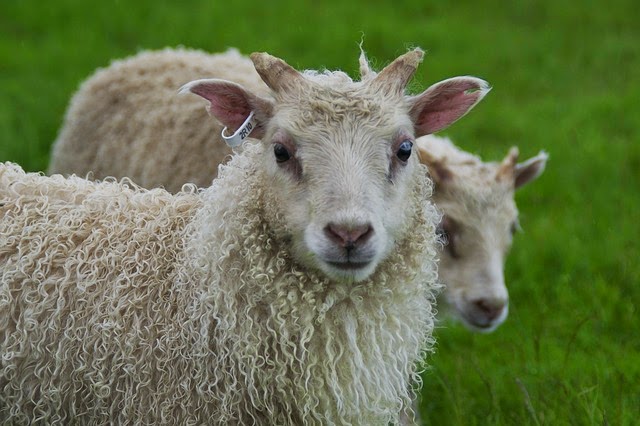 An Everlasting Life: A bleating sheep loses a bite - Proverb for January 10