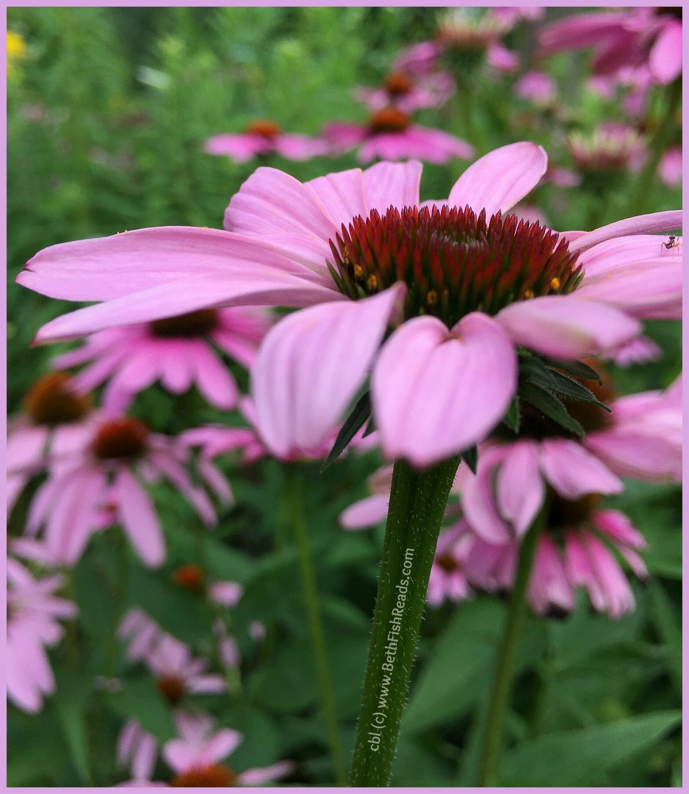 Beth Fish Reads: Wordless Wednesday 456