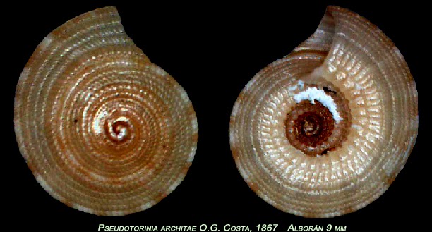 MALACOLOGÍA MEDITERRÁNEA: Architectonicidae