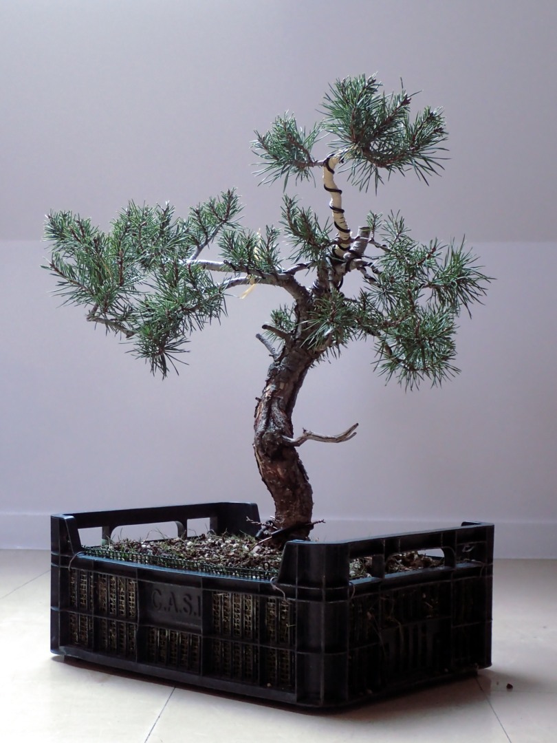 Histoires de Bonsaï: Un Pin Sylvestre