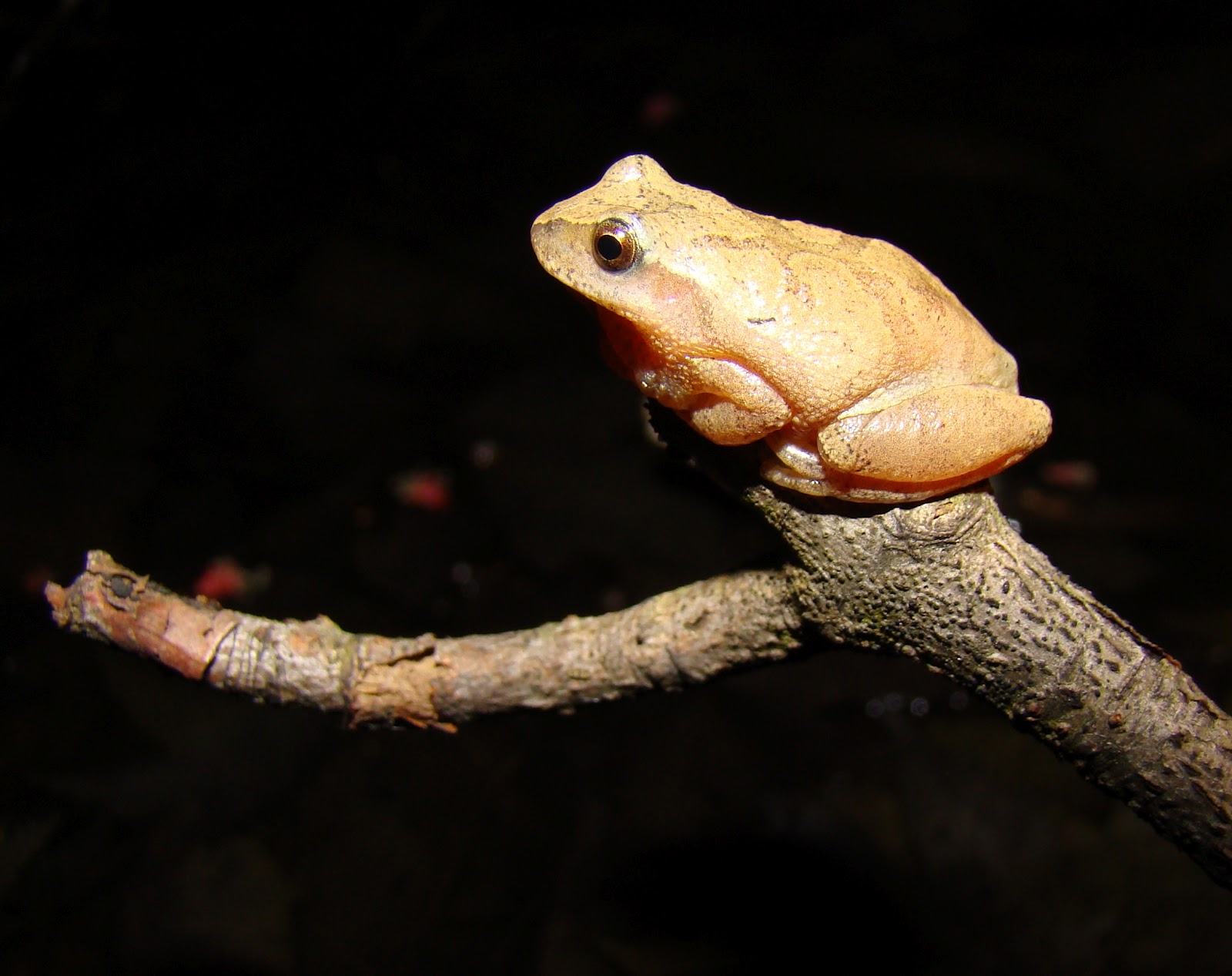 Weedpicker's Journal:: Wetland 101