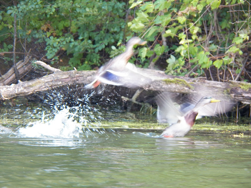 Quiet Kayaking in New York State: Seneca River and Onondaga Lake ...