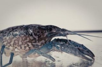 กุ้งเครย์ฟิชสายพันธุ์ C - Freshwater lobsters & Red Claw Crayfish