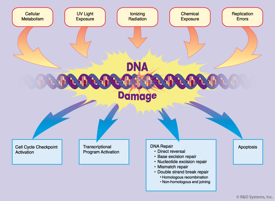 DNA Repair - Scilintia