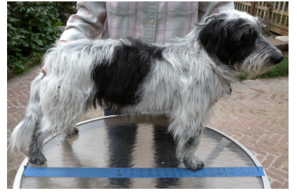 Australian Cattle Dog and Poodle Mix Designer Hybrid Dogs | Discussing ...