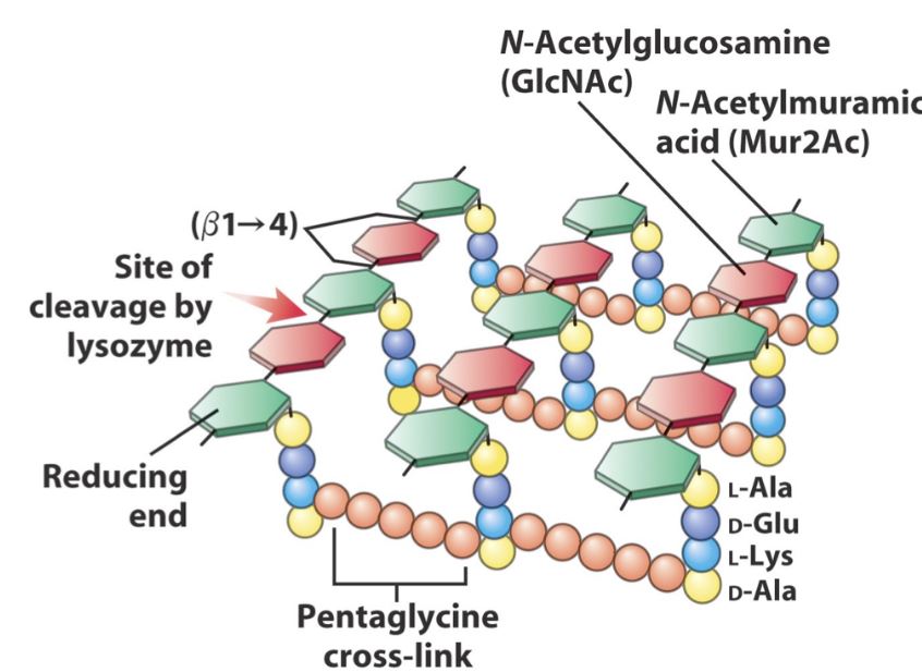La pared bacteriana y los betalactámicos. Antibióticos Vs Bacterias 1
