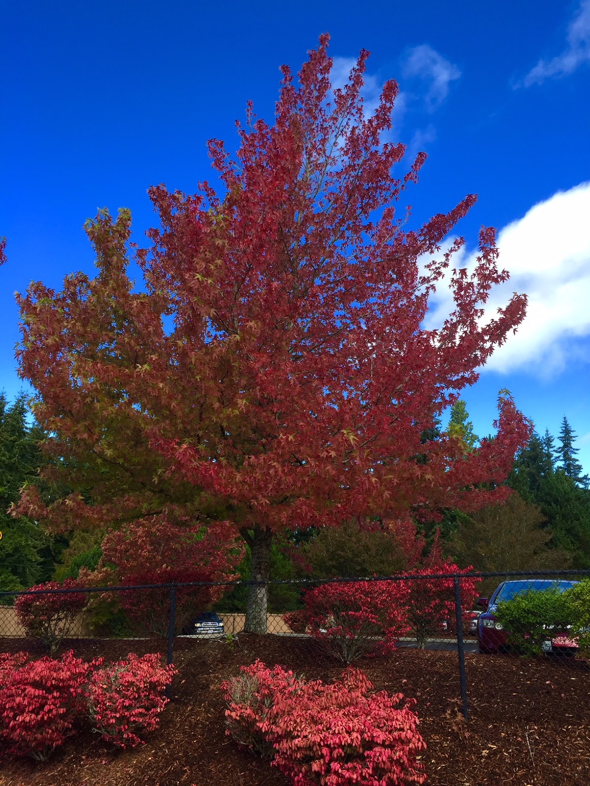 Shoreline Area News: Photo: Starting to look like fall